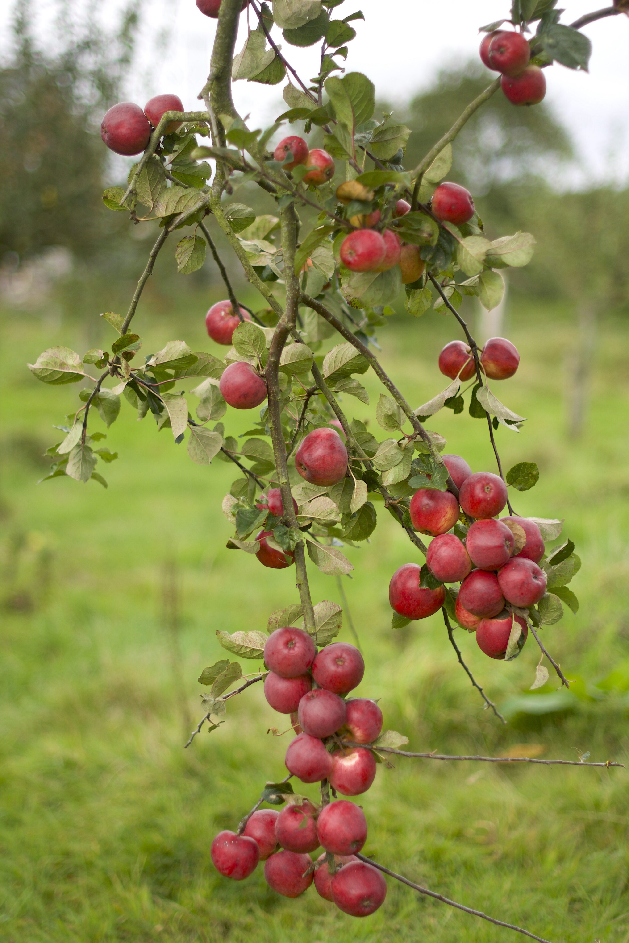Orchard Origins: The History of Cider Making in Different Cultures ...